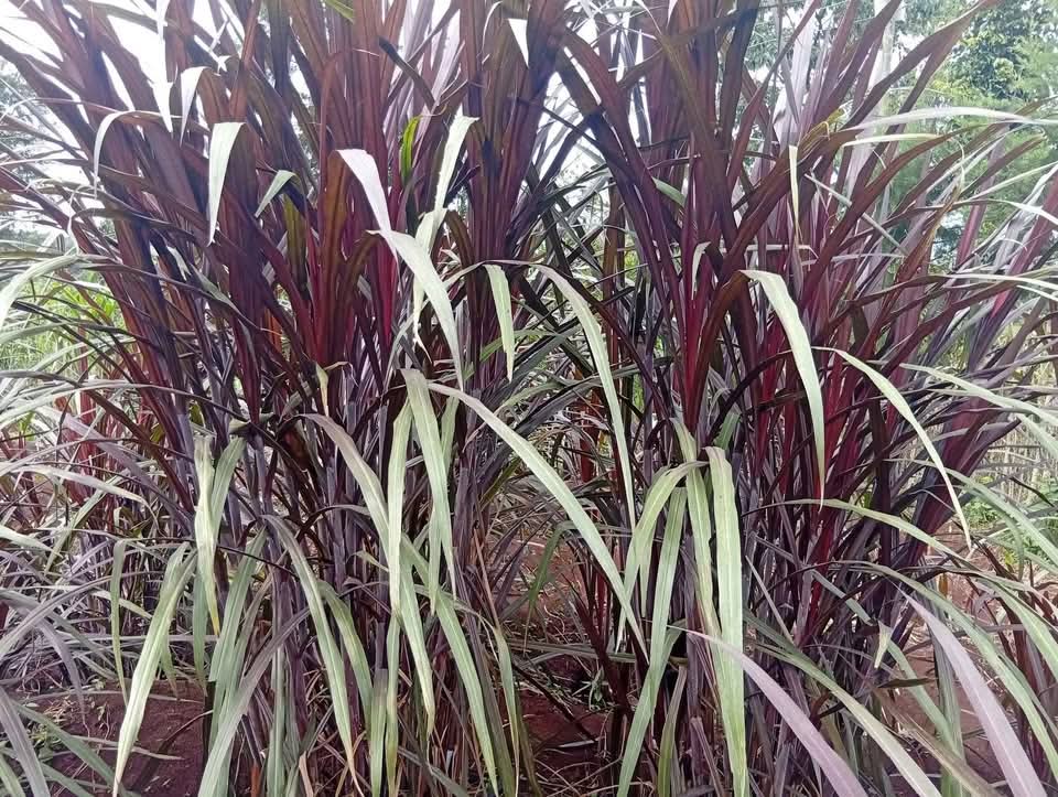 Australian Red Napier Grass Transforming Dairy Farming In Kiambu County ...